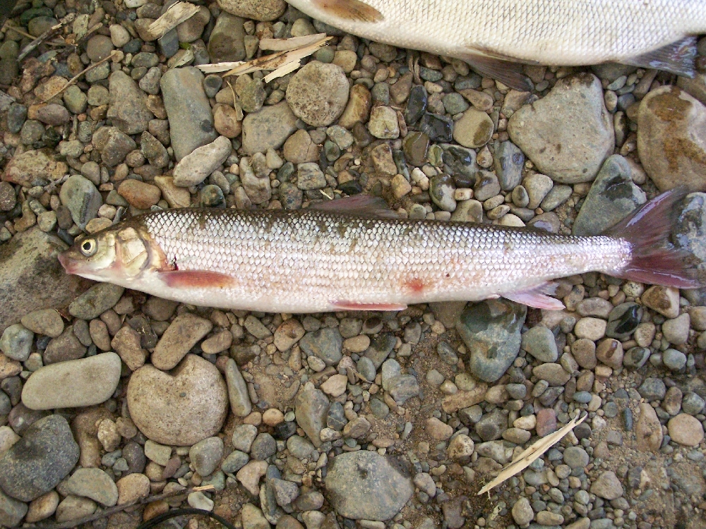 (Prosopium Jordan, 1878) Род Просопиумы, Вальки, Genus Prosopium Jordan, 1878 (Round whitefishes ...